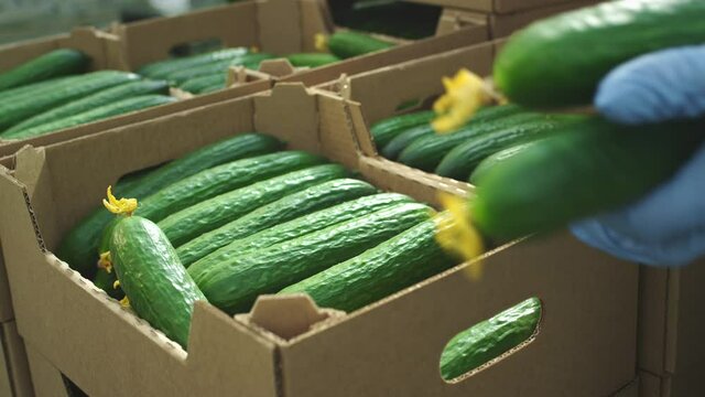 Shipping Vegetables Images – Browse 36,958 Stock Photos, Vectors, and ...