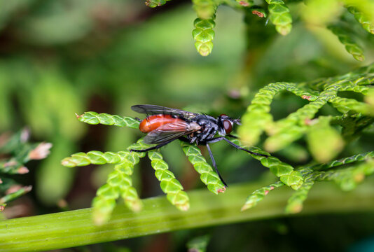 Dasselfliege Bilder – Durchsuchen 582 Archivfotos, Vektorgrafiken und ...