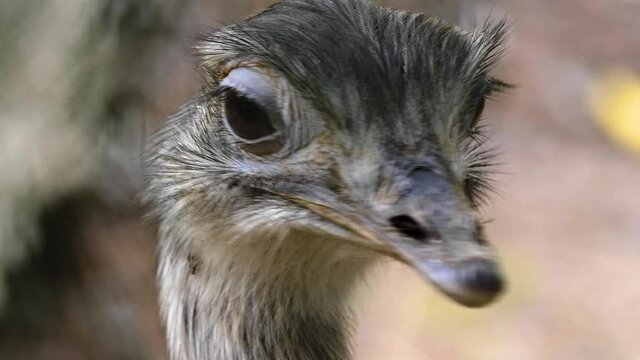 รูปภาพRhea – เลือกดูภาพถ่ายสต็อก เวกเตอร์ และวิดีโอ10,454 | Adobe Stock