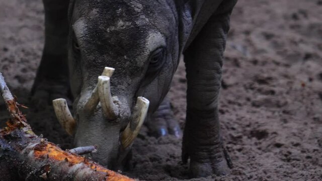 Deer-Pig bilder – Bläddra bland 107 stockfoton, vektorer och videor ...