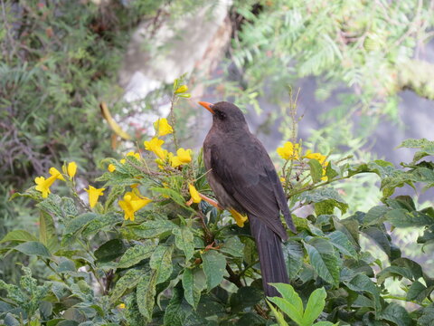 Mirla Images – Browse 81 Stock Photos, Vectors, and Video | Adobe Stock