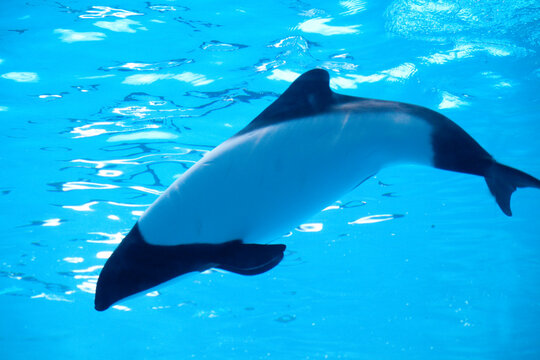 Baby Commerson Dolphin