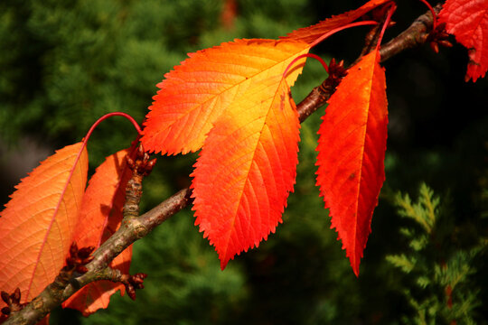 รูปภาพKirschbaumblatt – เลือกดูภาพถ่ายสต็อก เวกเตอร์ และวิดีโอ20 ...