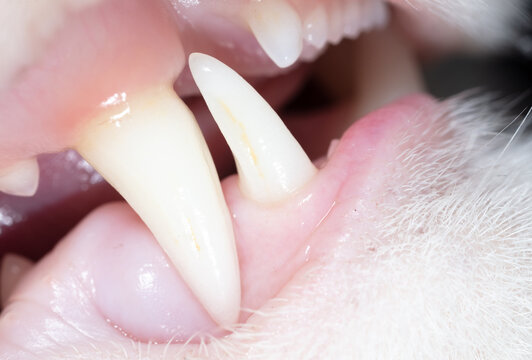 Milchgebiss Bilder – Durchsuchen 25,592 Archivfotos, Vektorgrafiken und ...