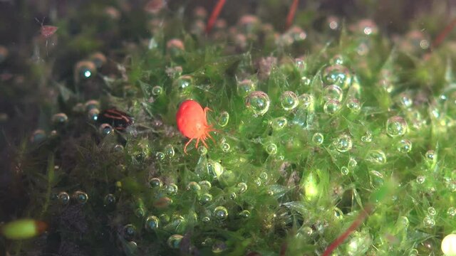 "Red Tick" Images – Browse 135 Stock Photos, Vectors, and Video | Adobe ...