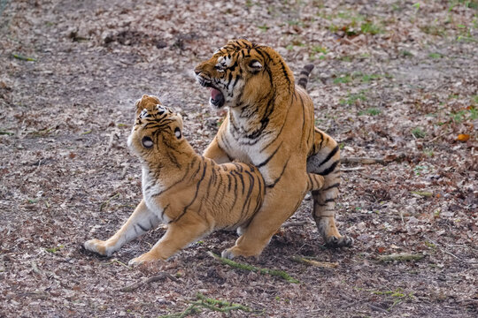 Accouplement Images – Browse 1,486 Stock Photos, Vectors, and Video ...