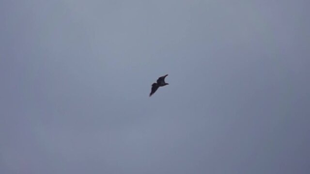 Imm Images – Browse 135 Stock Photos, Vectors, and Video | Adobe Stock