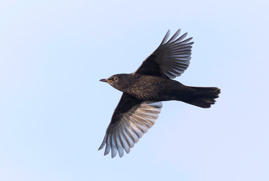 Blackbirds In Flight