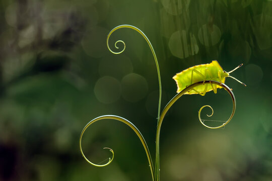 「Tessaratomidae」の画像 - 73 件の Stock 写真、ベクターおよびビデオ | Adobe Stock