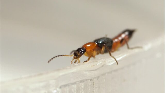 Staphylinidae bilder – Bläddra bland 352 stockfoton, vektorer och ...