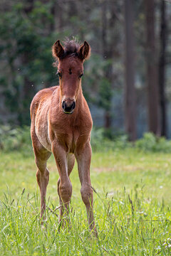 Imágenes de Potrillo: descubre bancos de fotos, ilustraciones, vectores ...