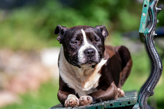 Amstaf Images – Browse 191 Stock Photos, Vectors, and Video | Adobe Stock