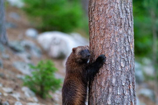 Glutton Images – Browse 47,358 Stock Photos, Vectors, and Video | Adobe ...