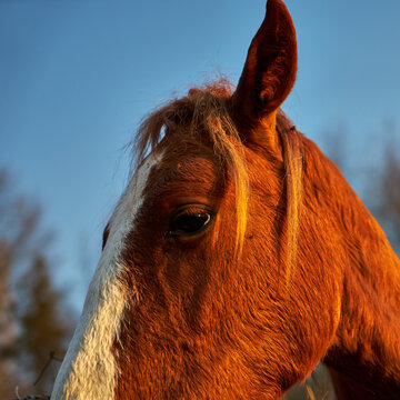 รูปภาพStarveling – เลือกดูภาพถ่ายสต็อก เวกเตอร์ และวิดีโอ351 | Adobe Stock