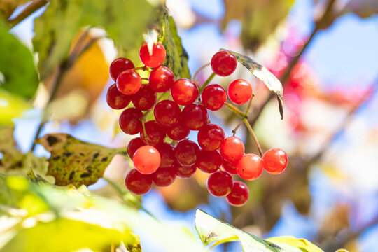 Kalyna Images – Browse 329 Stock Photos, Vectors, and Video | Adobe Stock