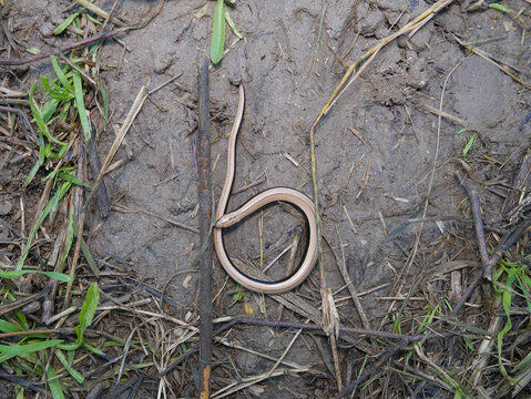 รูปภาพLegless – เลือกดูภาพถ่ายสต็อก เวกเตอร์ และวิดีโอ2,197 | Adobe Stock