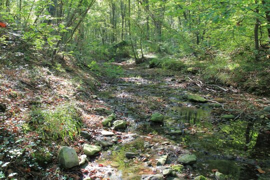 Armera Images – Browse 15 Stock Photos, Vectors, and Video | Adobe Stock