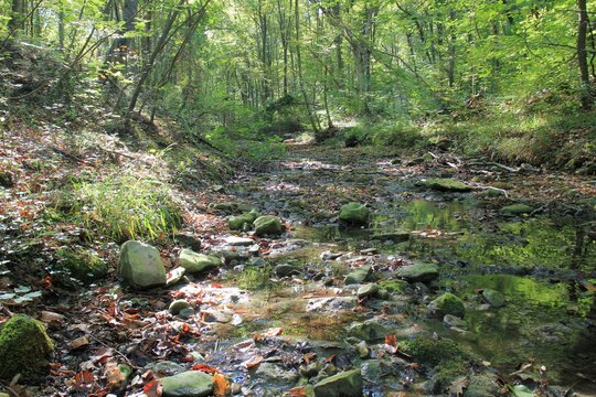 Armera Images – Browse 15 Stock Photos, Vectors, and Video | Adobe Stock