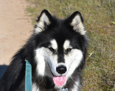 What Is A Miniature Alaskan Malamute Called