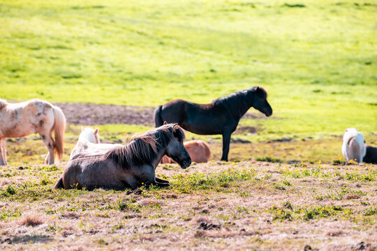 Sulur Images – Browse 46 Stock Photos, Vectors, and Video | Adobe Stock