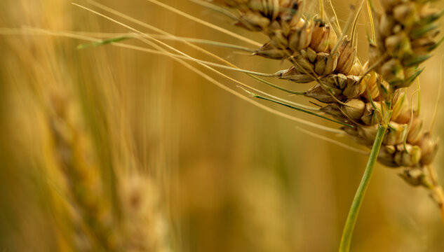 รูปภาพWeichweizen – เลือกดูภาพถ่ายสต็อก เวกเตอร์ และวิดีโอ176 | Adobe Stock