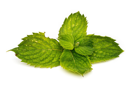 「Minzblatt」の画像 - 990 件の Stock 写真、ベクターおよびビデオ | Adobe Stock