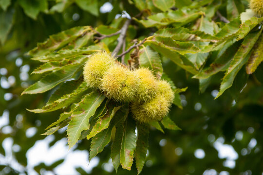 รูปภาพEdelkastanien – เลือกดูภาพถ่ายสต็อก เวกเตอร์ และวิดีโอ1,098 ...