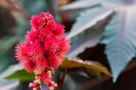 Rizinusstrauch Bilder – Durchsuchen 794 Archivfotos, Vektorgrafiken und ...