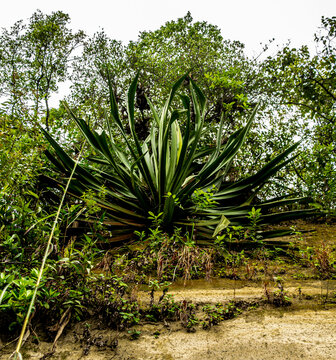 Savila Images – Browse 84 Stock Photos, Vectors, and Video | Adobe Stock