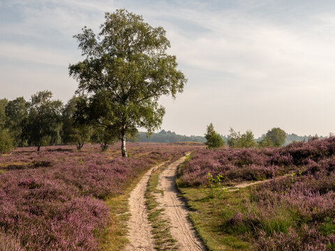 รูปภาพ"Heide – เลือกดูภาพถ่ายสต็อก เวกเตอร์ และวิดีโอ45,497 | Adobe Stock