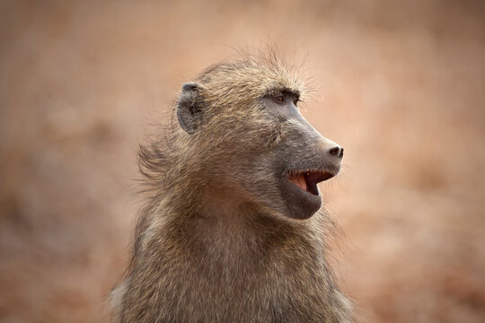 รูปภาพPapio – เลือกดูภาพถ่ายสต็อก เวกเตอร์ และวิดีโอ53,867 | Adobe Stock