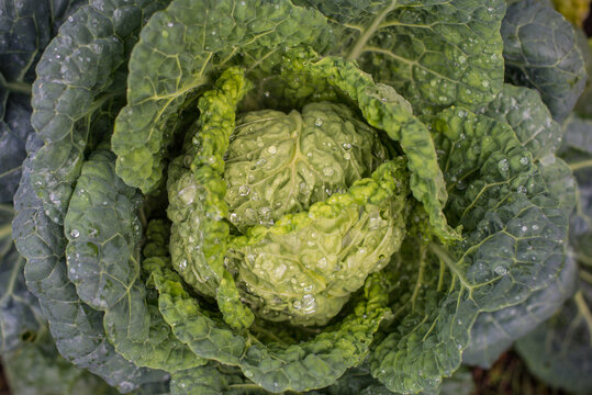 Kopfkohl 이미지 – 찾아보기 198 스톡 사진, 벡터 및 비디오 | Adobe Stock
