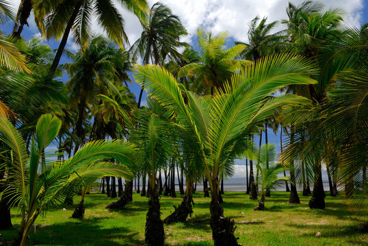 รูปภาพPalmiche – เลือกดูภาพถ่ายสต็อก เวกเตอร์ และวิดีโอ1,934 | Adobe Stock