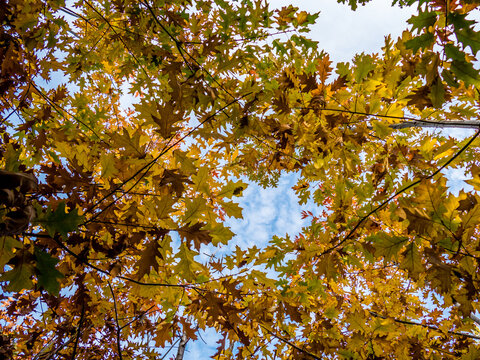 Eichenlaub bilder – Bläddra bland 1,673 stockfoton, vektorer och videor ...