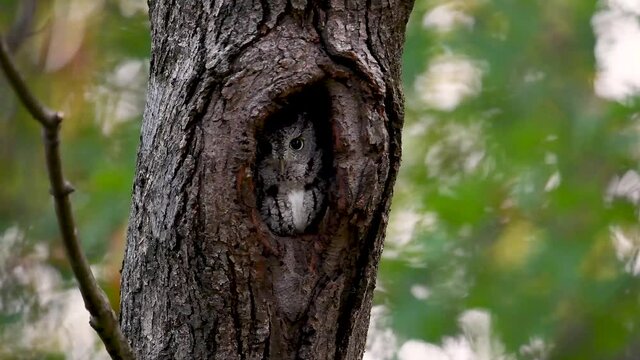 "Screech Owl" Images – Browse 3,575 Stock Photos, Vectors, and Video ...