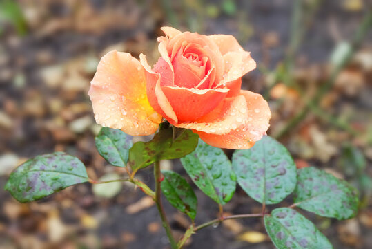 รูปภาพRoes-Flower – เลือกดูภาพถ่ายสต็อก เวกเตอร์ และวิดีโอ206 | Adobe Stock