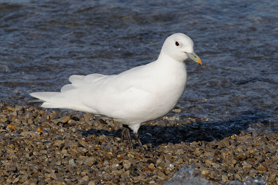 "Ivory Gull" Images – Browse 360 Stock Photos, Vectors, and Video ...