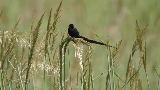 Sakabula bilder – Bläddra bland 18 stockfoton, vektorer och videor ...