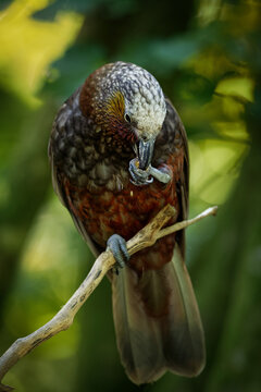รูปภาพStrigopidae – เลือกดูภาพถ่ายสต็อก เวกเตอร์ และวิดีโอ143 | Adobe Stock