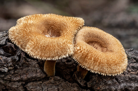 รูปภาพPanu – เลือกดูภาพถ่ายสต็อก เวกเตอร์ และวิดีโอ176 | Adobe Stock