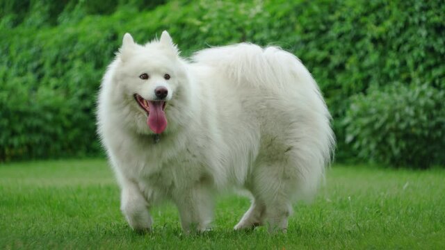 รูปภาพSamoyed – เลือกดูภาพถ่ายสต็อก เวกเตอร์ และวิดีโอ56,023 | Adobe Stock