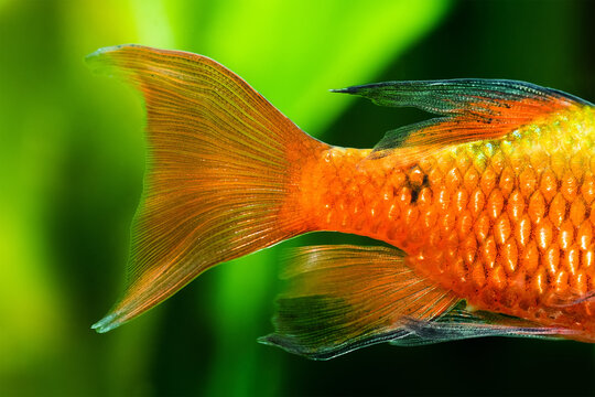 รูปภาพCyprinids – เลือกดูภาพถ่ายสต็อก เวกเตอร์ และวิดีโอ5,483 | Adobe Stock