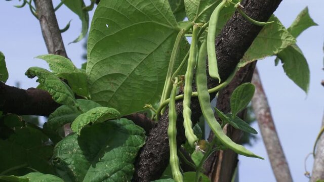 Beanstalk Vine Images – Browse 104 Stock Photos, Vectors, and Video ...