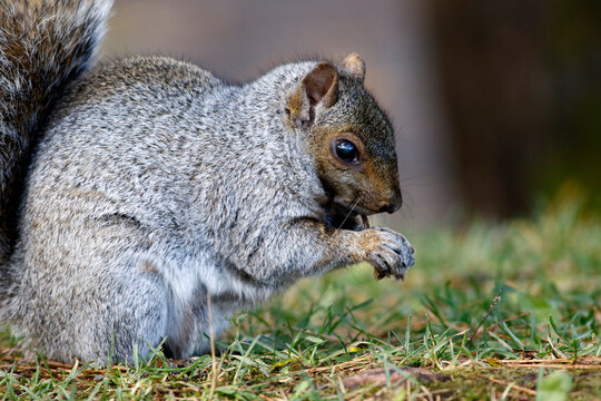 Musophobia Bilder – Durchsuchen 127 Archivfotos, Vektorgrafiken und ...