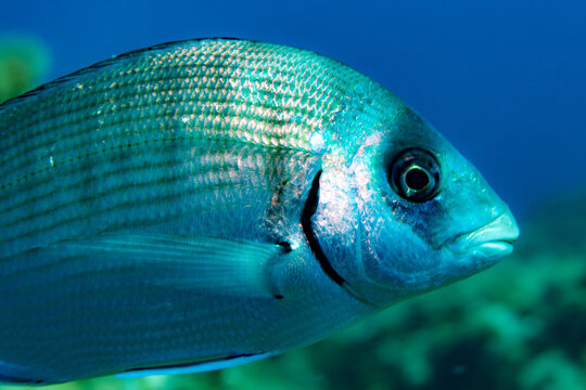 Solomon bilder – Bläddra bland 24,455 stockfoton, vektorer och videor ...