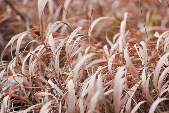 "Autumn Grass" Images – Browse 1,222 Stock Photos, Vectors, and Video ...