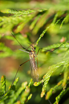 Schnacke Images – Browse 44 Stock Photos, Vectors, and Video | Adobe Stock