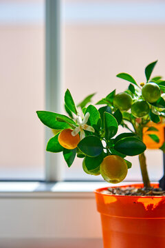 Kalamunding Imagens – Procure 13 fotos, vetores e vídeos | Adobe Stock