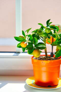 Kalamunding Imagens – Procure 13 fotos, vetores e vídeos | Adobe Stock