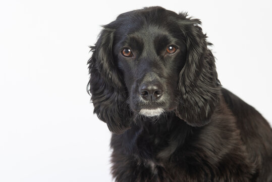 Spaniel White Background Images – Browse 26,086 Stock Photos, Vectors ...